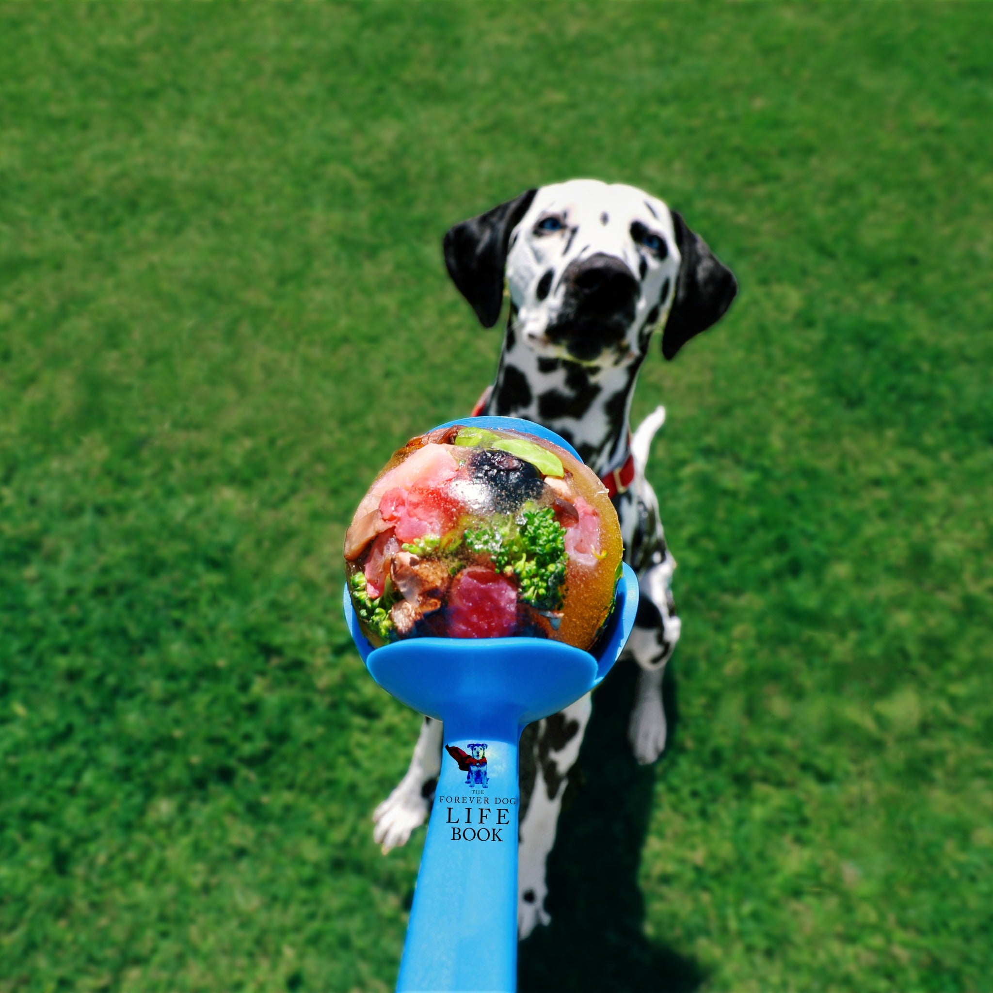 Toys & Accessoreis – Planet Paws