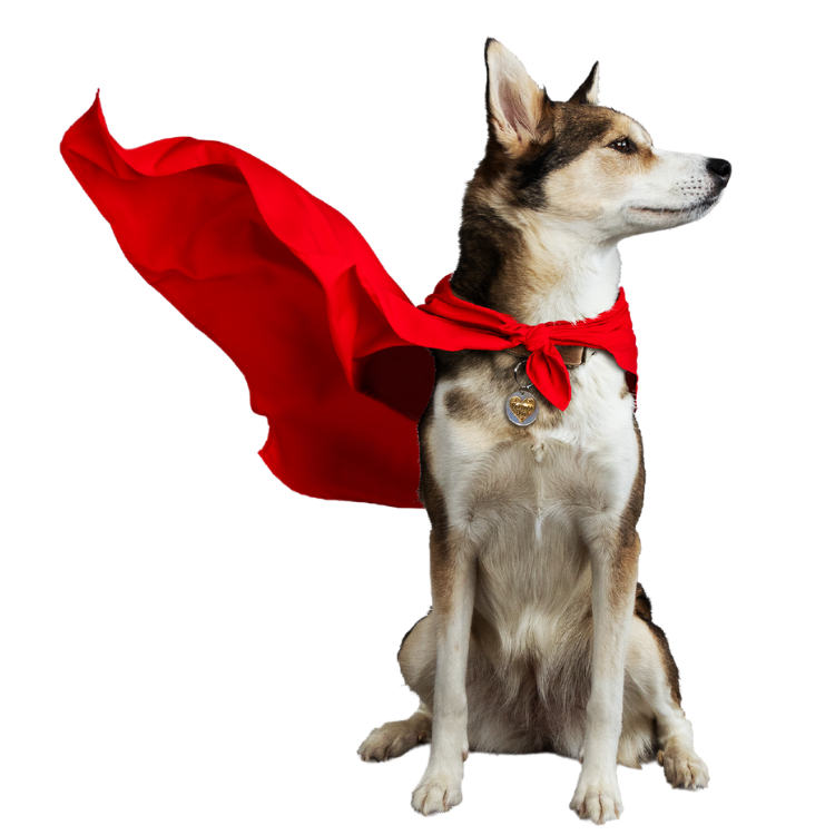 The Forever Dog Collection – Planet Paws